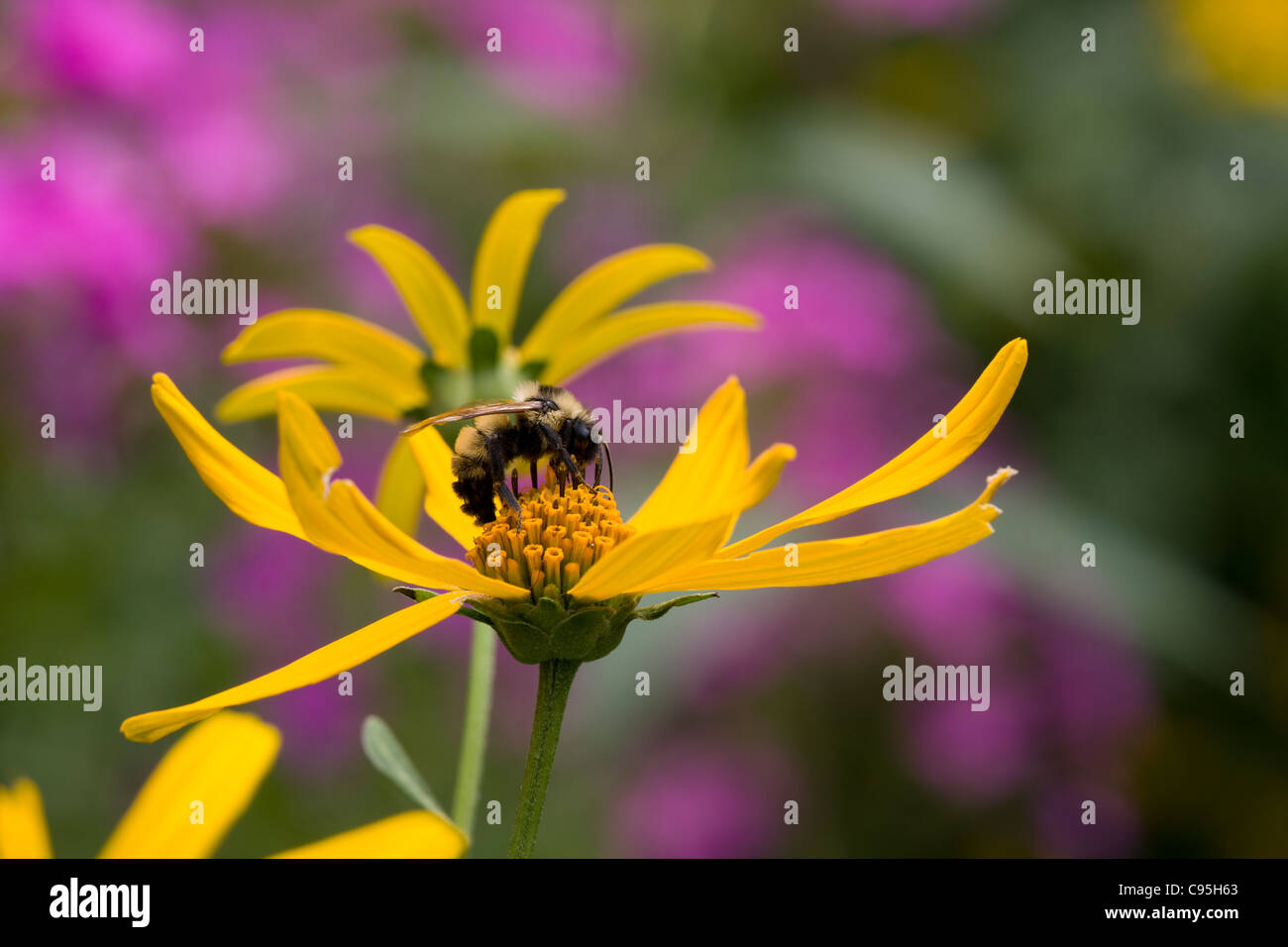 Image of beautiful bumble bee hi-res stock photography and images - Alamy