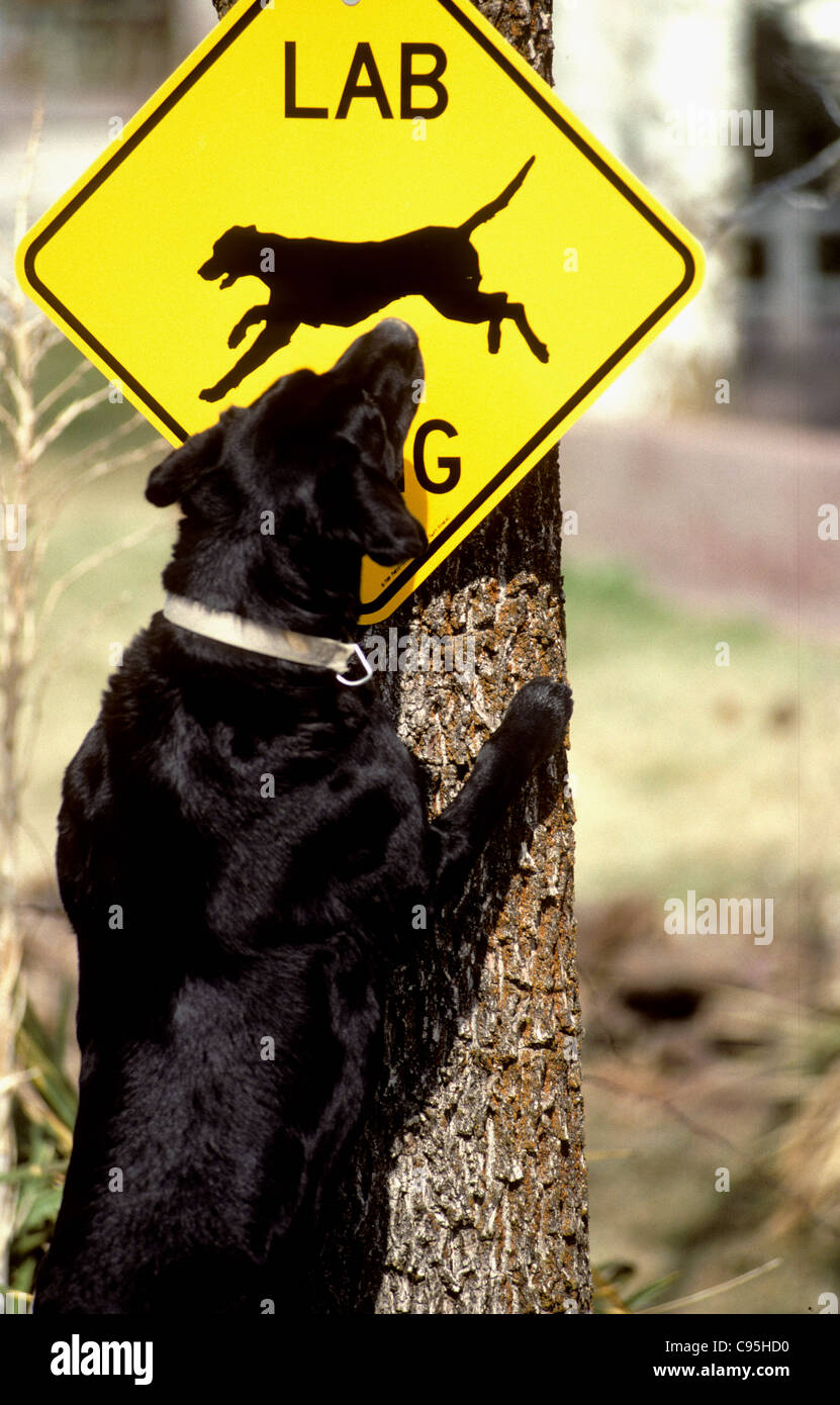 Labrador retriever with lab crossing sign hi-res stock photography and ...