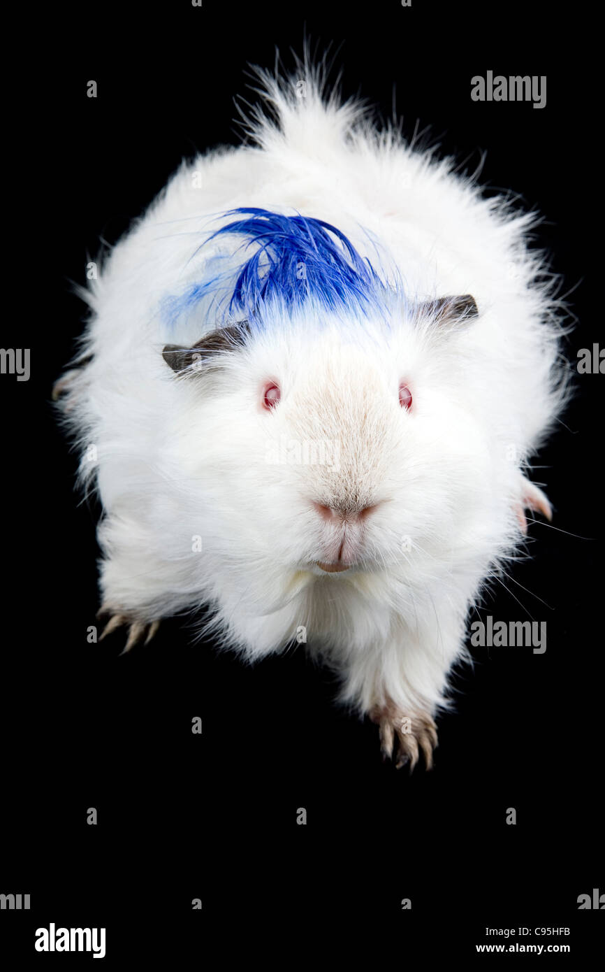 Cute white Guinea Pig with blue Mohawk styled fur looking at camera ...