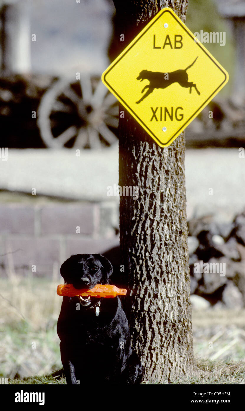 Lab under lab crossing sign hi-res stock photography and images - Alamy
