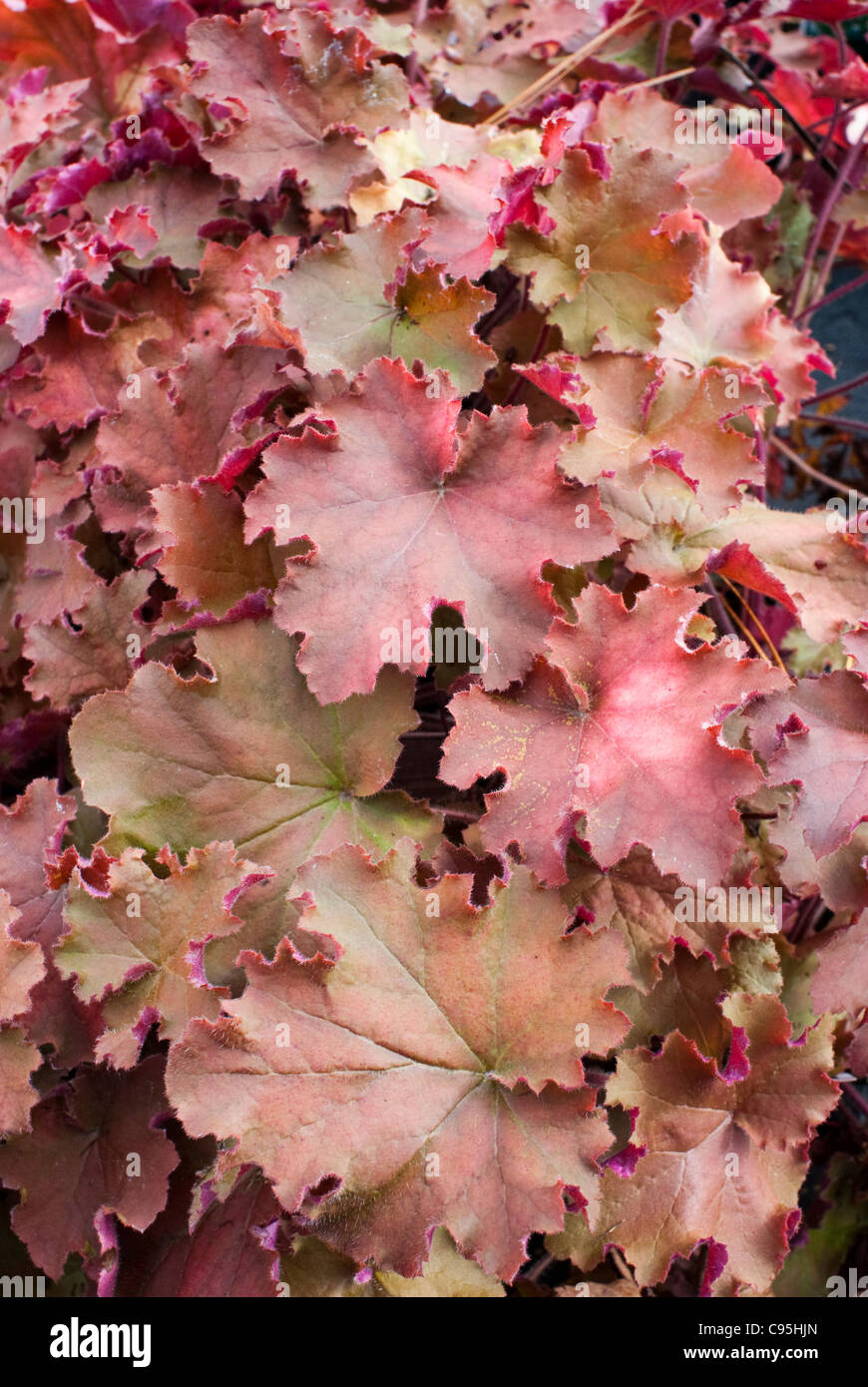 Kassandra hi-res stock photography and images - Alamy