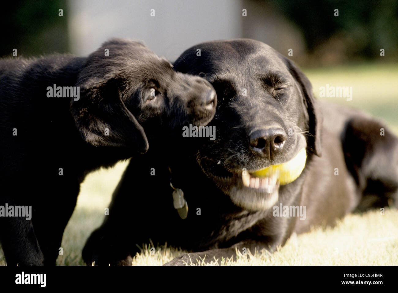 Black lab puppy licking adult hi-res stock photography and images - Alamy