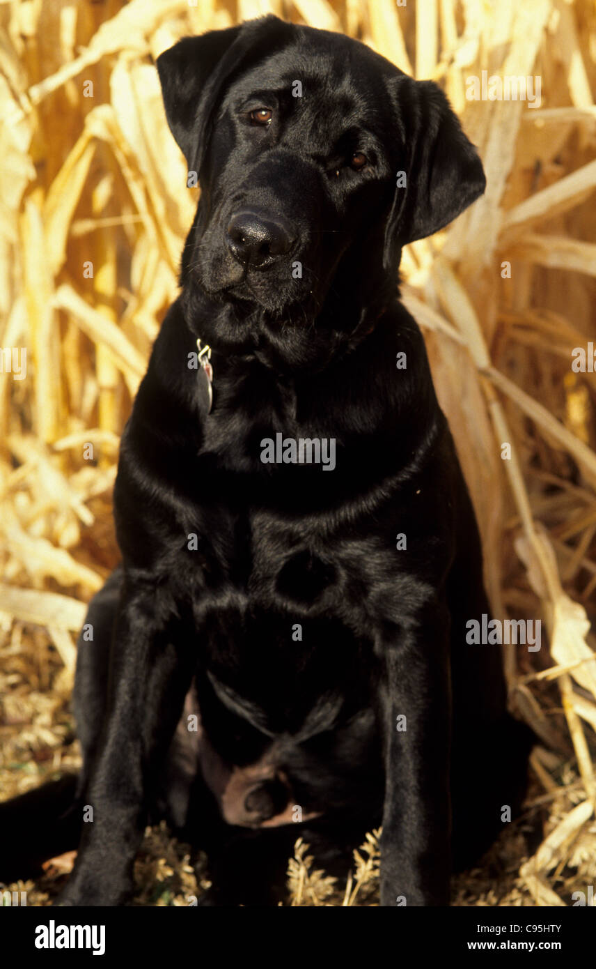 Corn field in black hi-res stock photography and images - Alamy