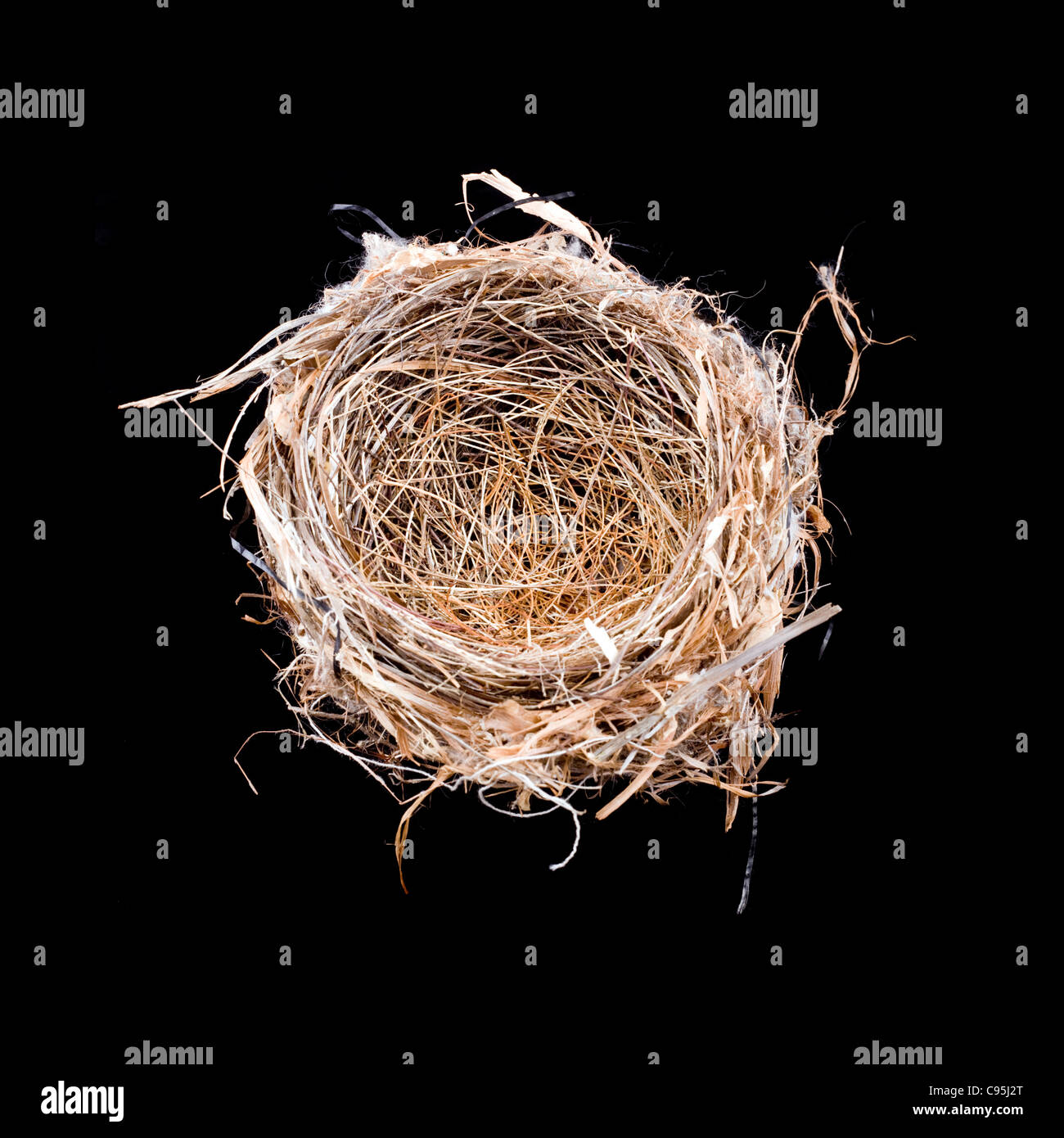 Beautiful Bird Nest Images at Jesse Gisborne blog