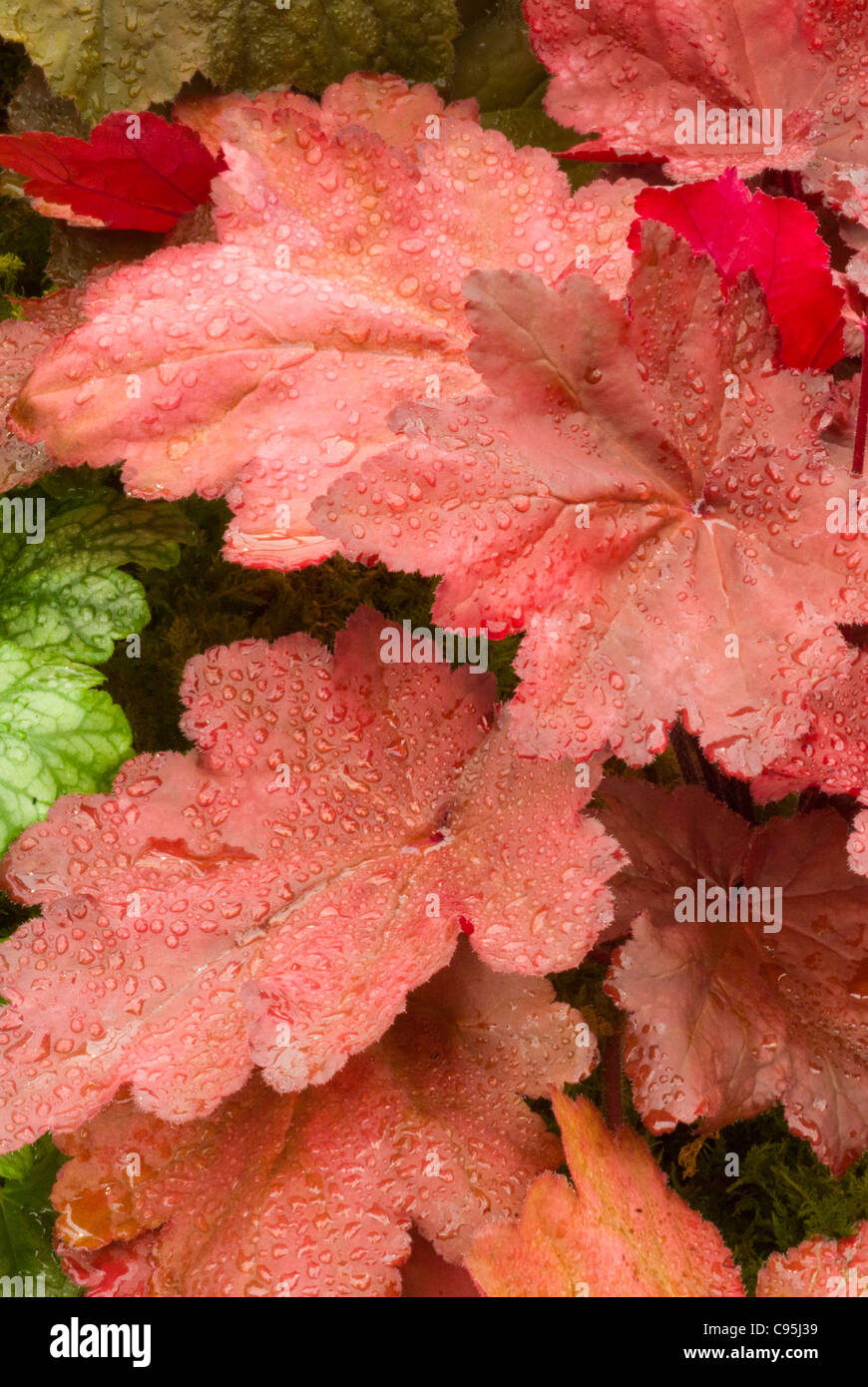 Heuchera ‘Autumn Leaves’ perennial foliage plant coral bells with ...