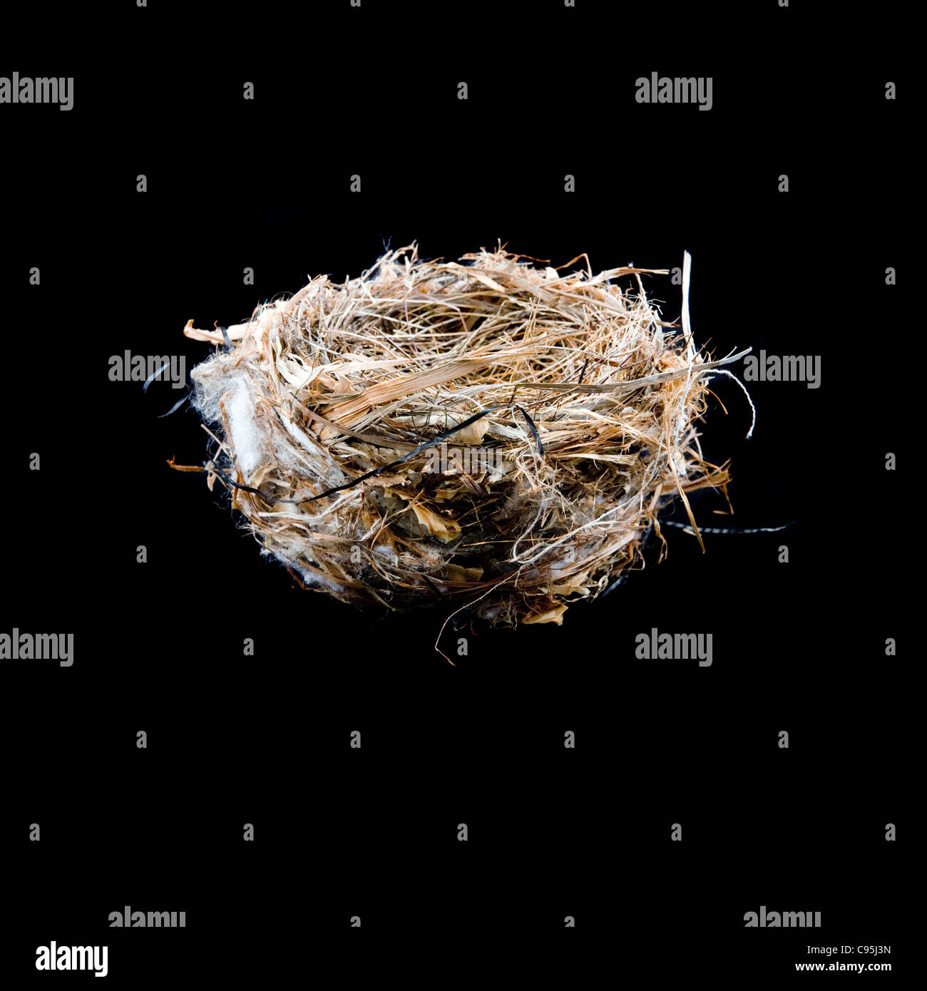 Side view beautiful birds nest hi-res stock photography and images - Alamy
