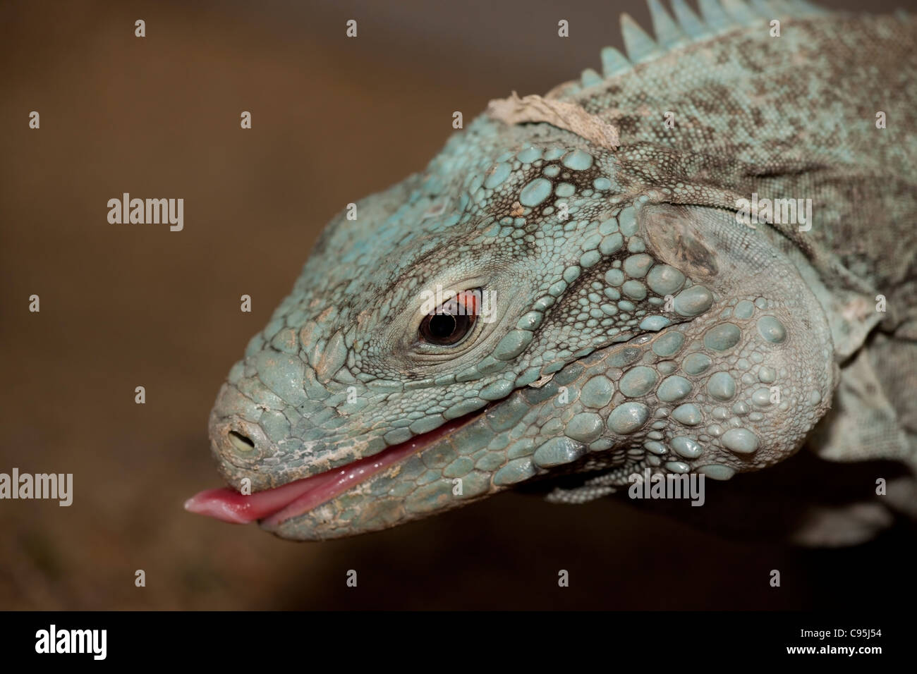 A critically endangered Grand Cayman Iguana (Cyclura lewisi Stock Photo ...