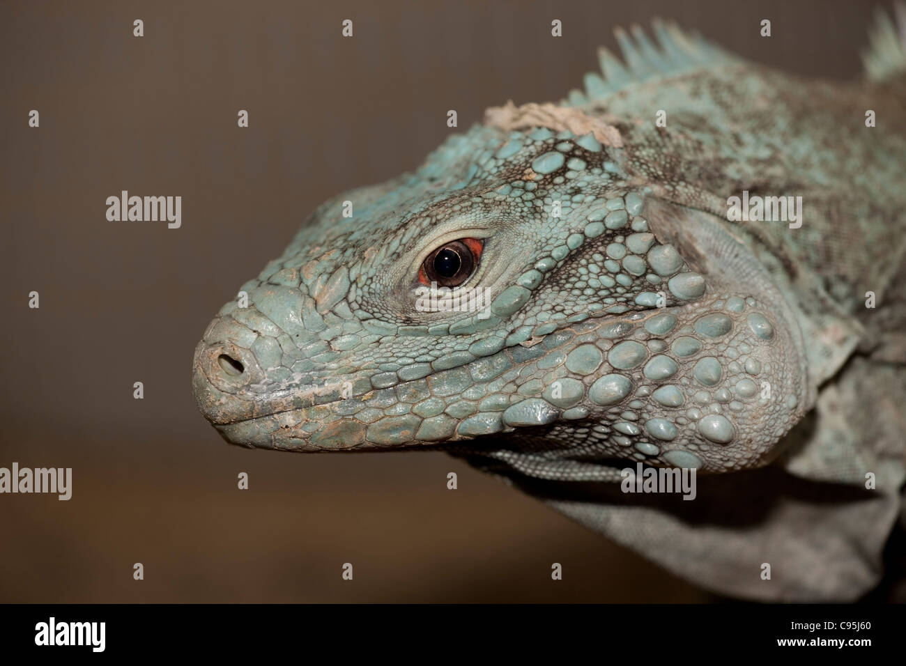A critically endangered Grand Cayman Iguana (Cyclura lewisi Stock Photo ...