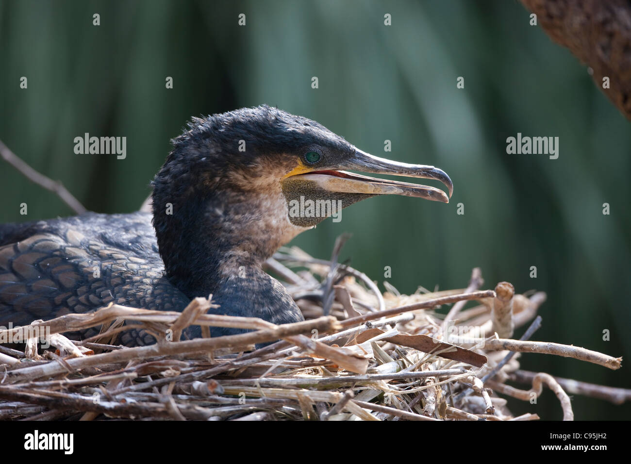 Baby cormorant hi-res stock photography and images - Alamy