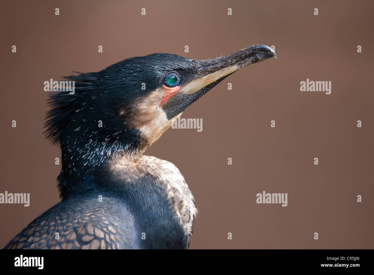 Great Cormorant (Phalacrocorax carbo sinensis), immature Stock Photo ...