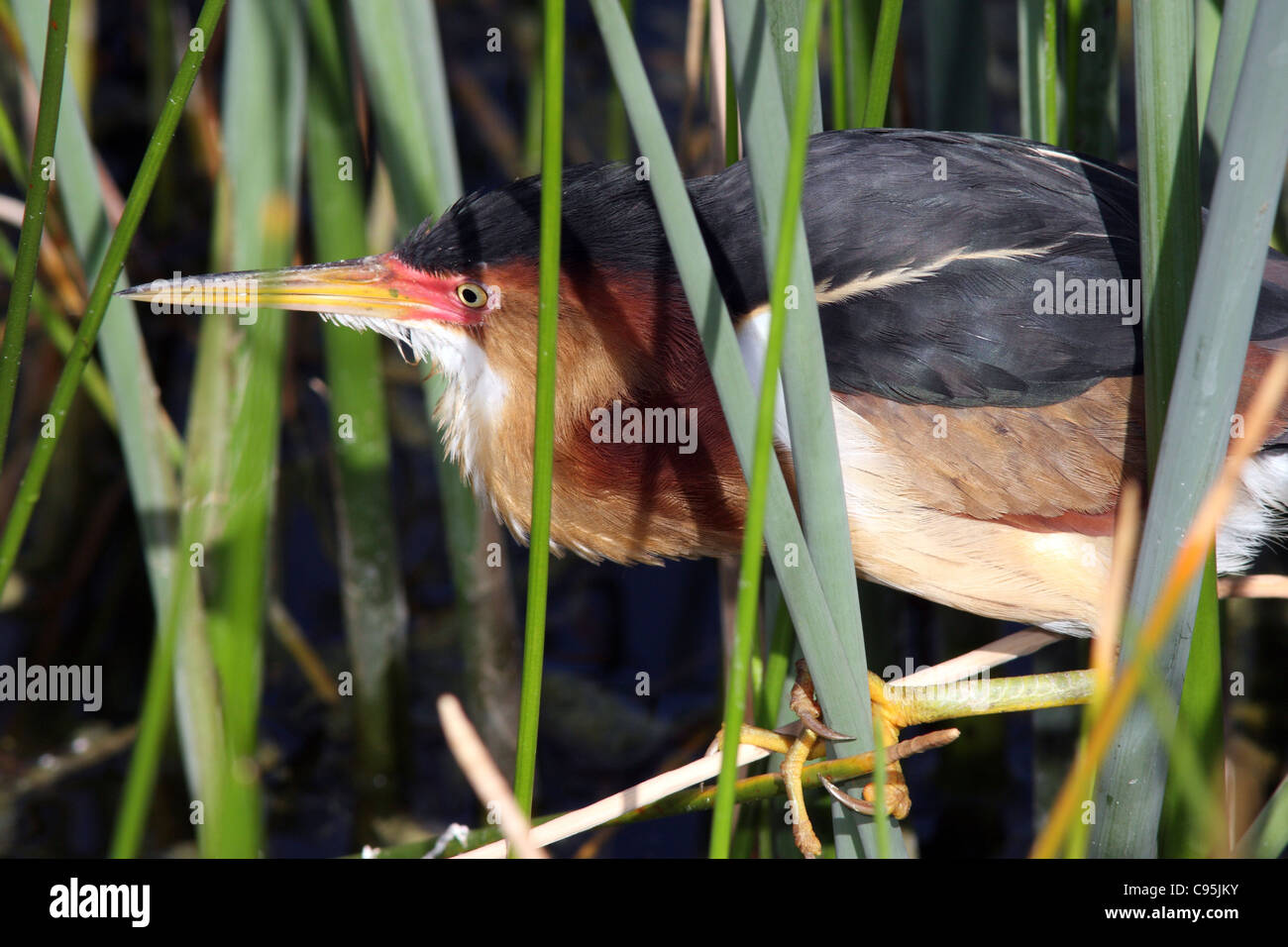 Least bittern hi-res stock photography and images - Alamy