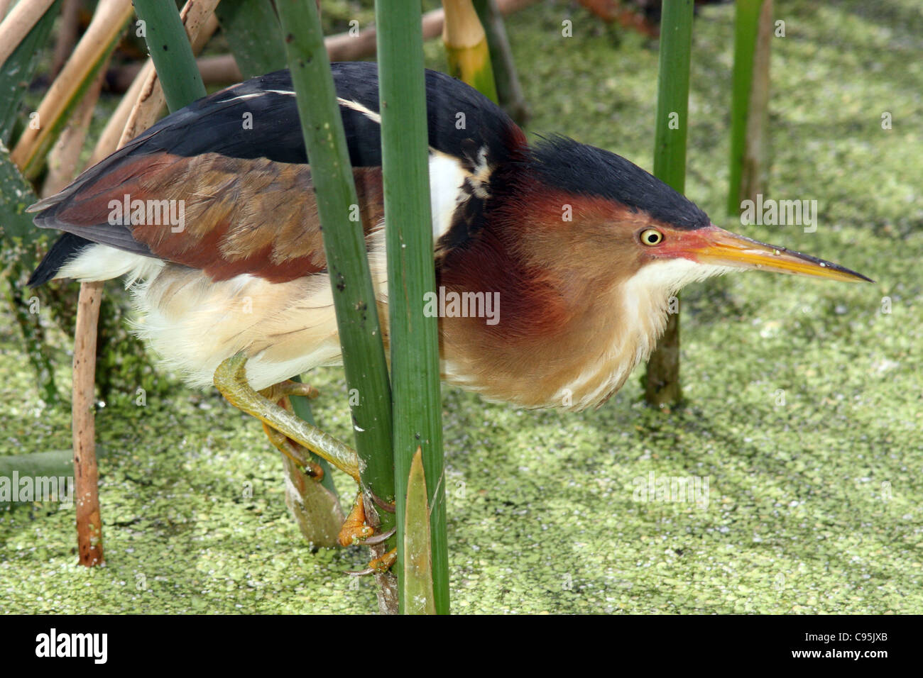 Least Bittern in breeding season Stock Photo - Alamy