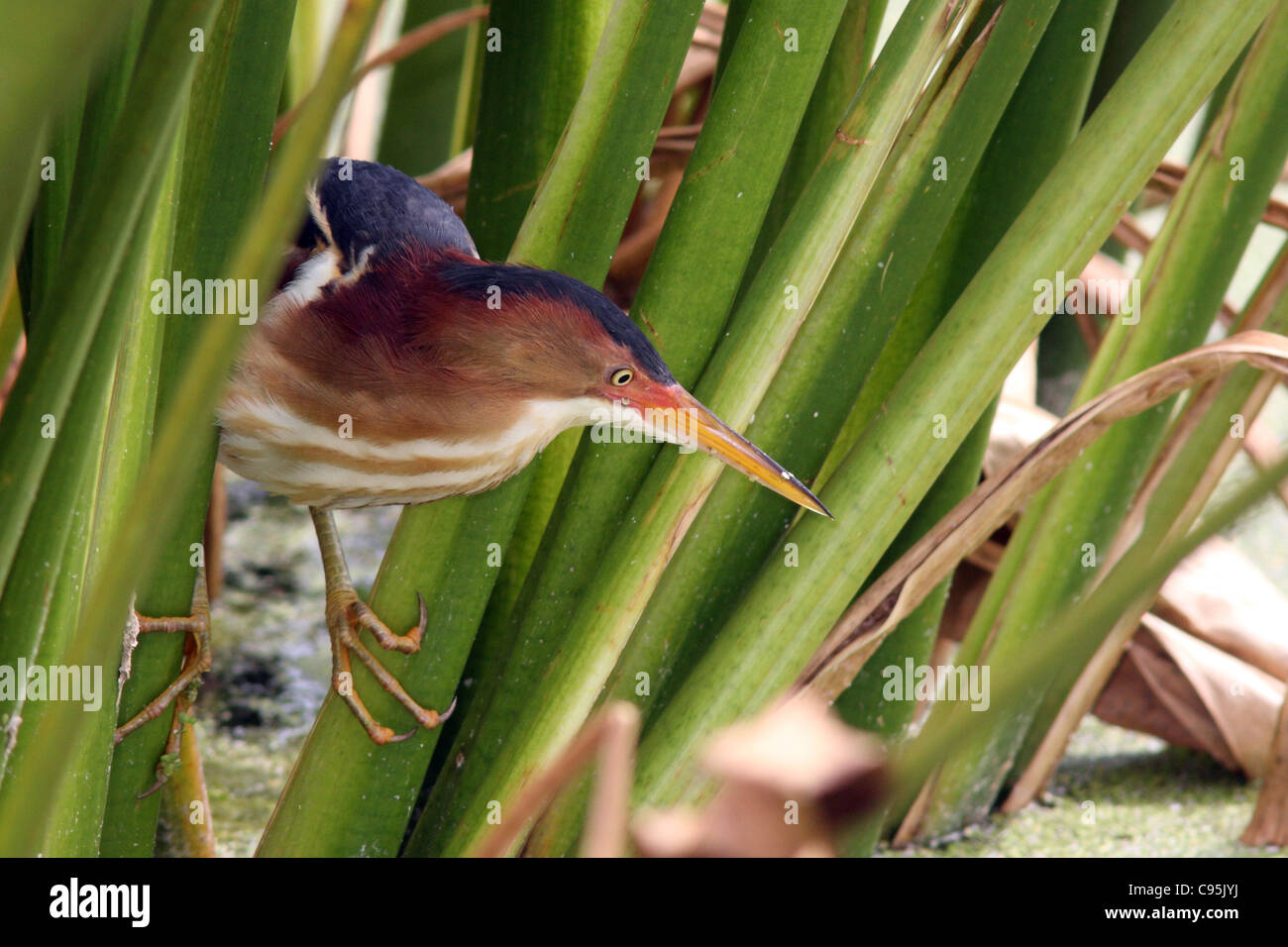 Least Bittern in breeding season Stock Photo - Alamy