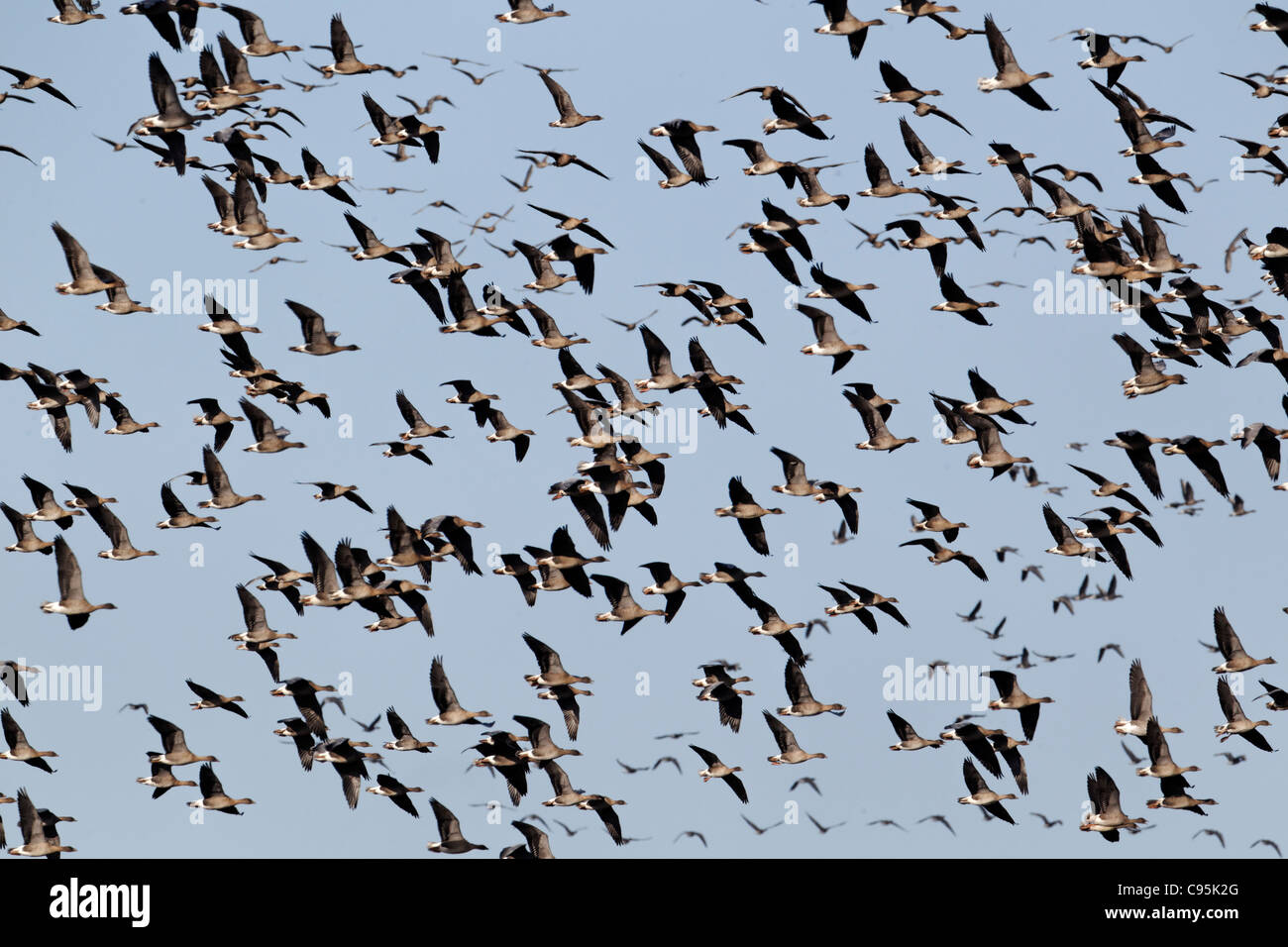 Pink-footed goose, Anser brachyrhynchus, flock in flight, Lincolnshire ...