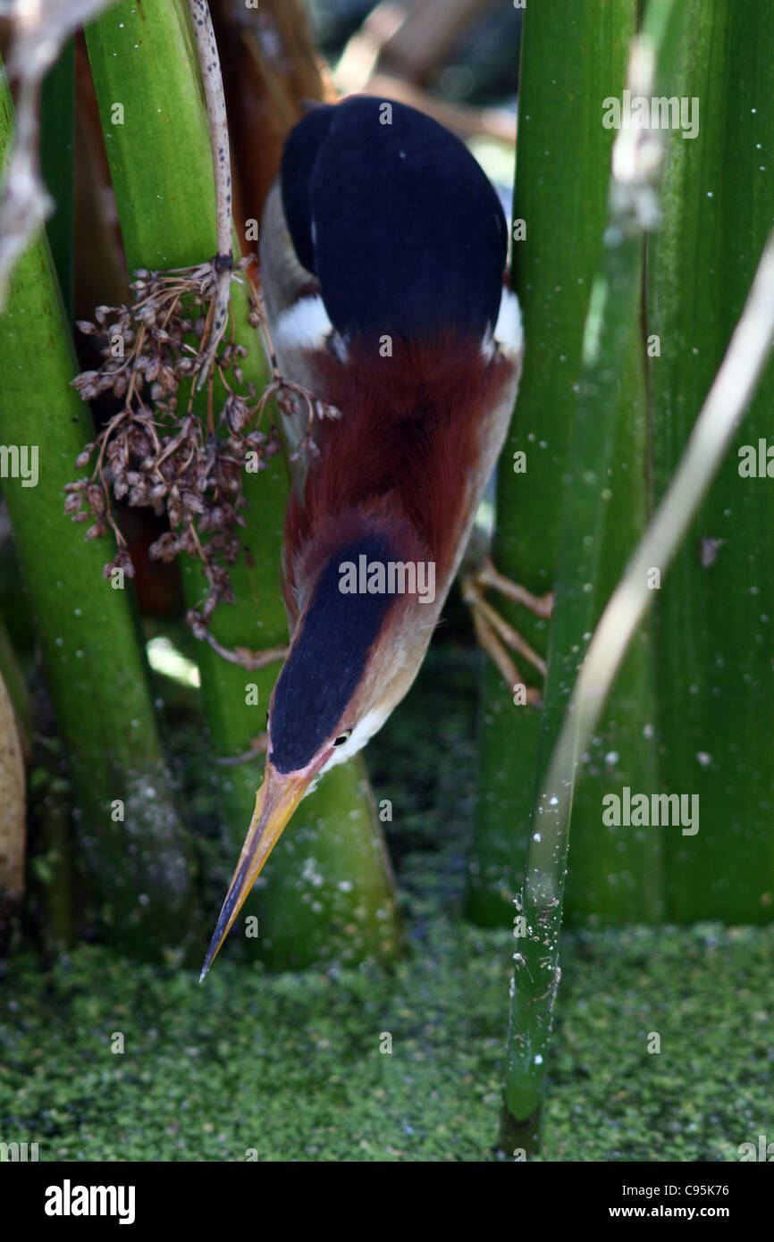 Least Bittern in breeding season Stock Photo - Alamy