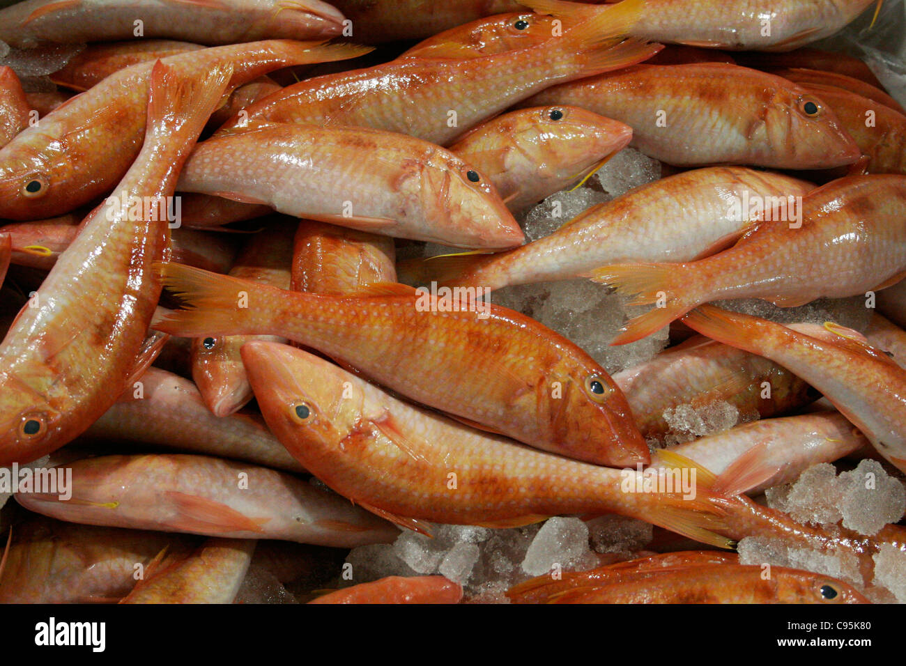 fresh caught red snapper fish Stock Photo - Alamy