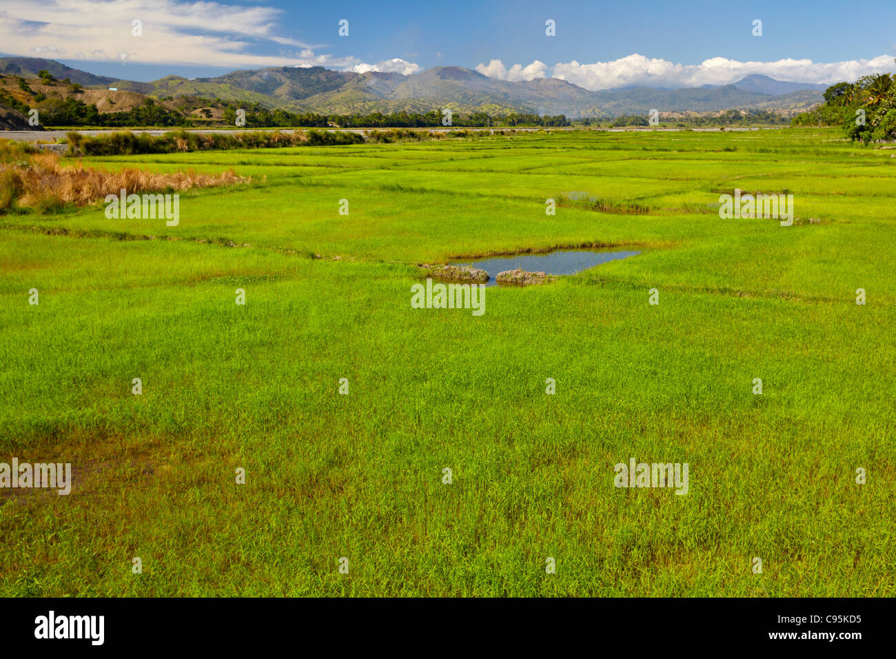 Rice field, Timor-Leste (East Timor), Asia Stock Photo - Alamy