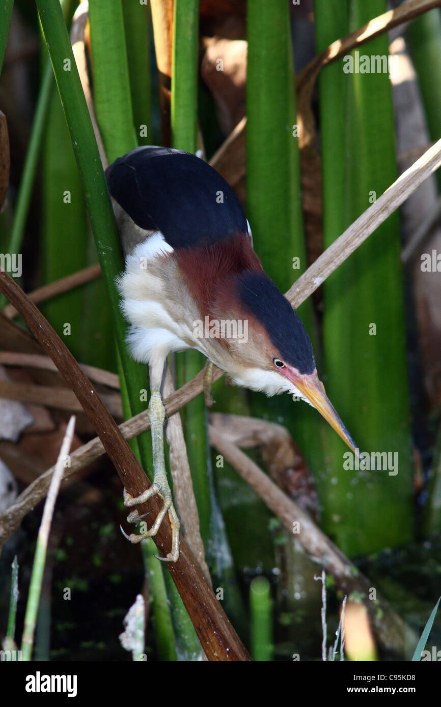 Least Bittern in breeding season Stock Photo - Alamy