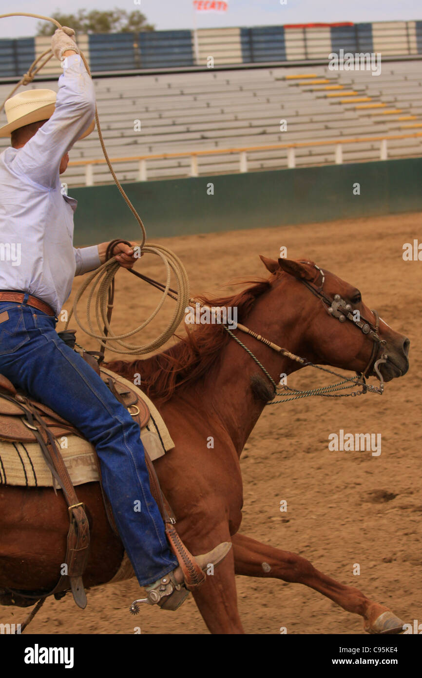 Calf roping hi-res stock photography and images - Alamy