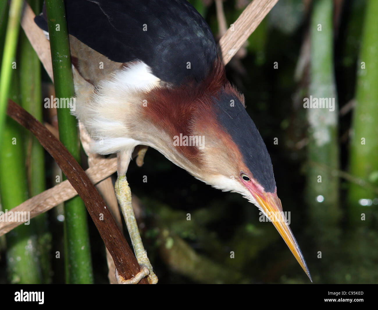 Least Bittern in breeding season Stock Photo - Alamy