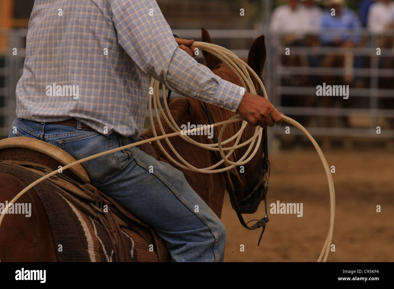 Steer roping hi-res stock photography and images - Alamy