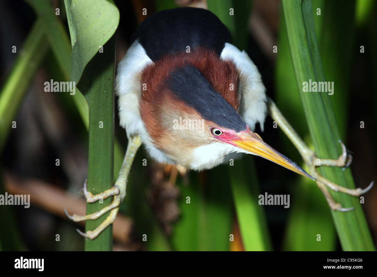 Least Bittern in breeding season Stock Photo - Alamy