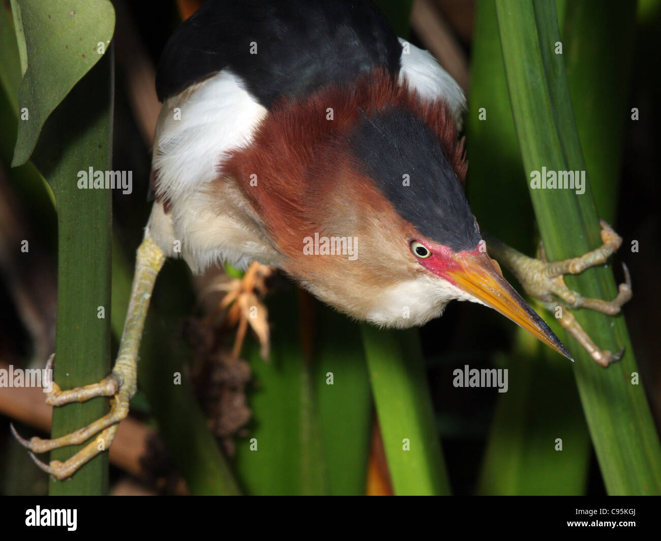 Least Bittern in breeding season Stock Photo - Alamy