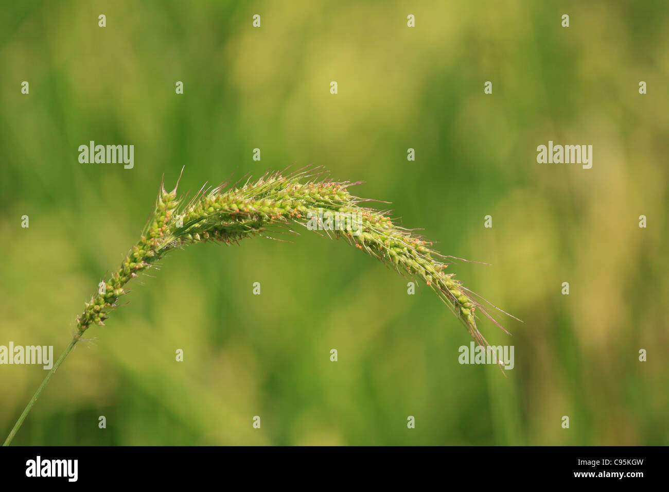 rice stalk prior to harvest Stock Photo - Alamy