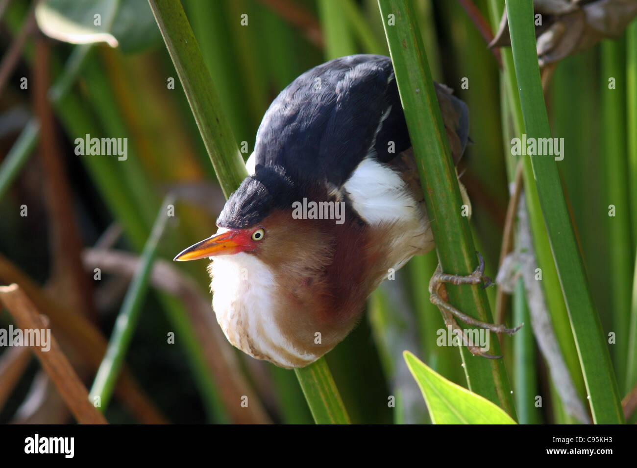 Least Bittern in breeding season Stock Photo - Alamy