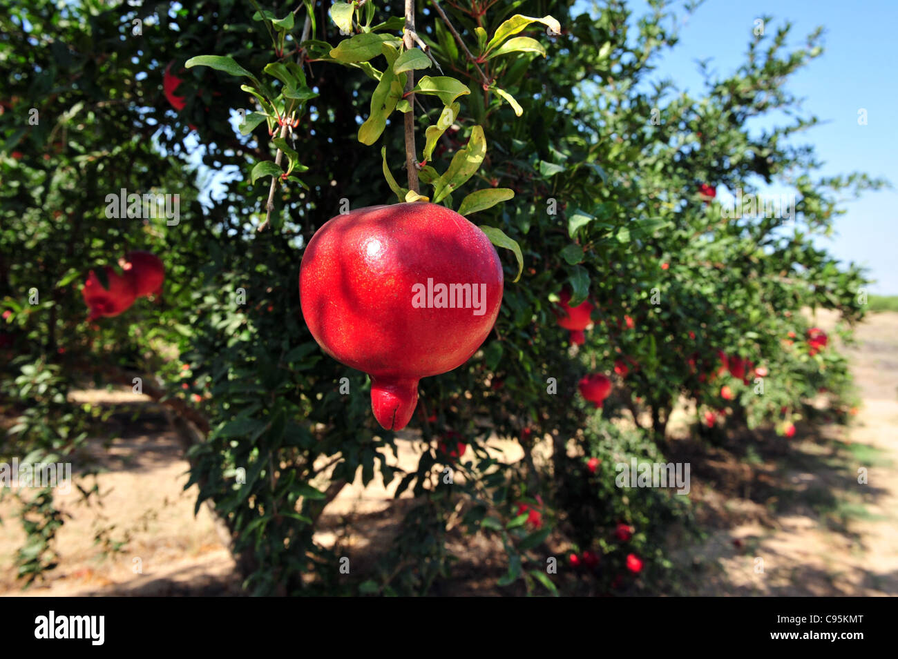 Pomegranate Orchard High Resolution Stock Photography and Images - Alamy