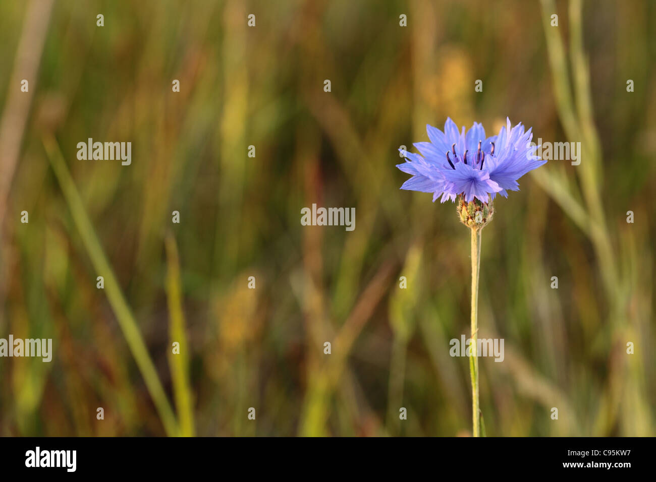 landscape of summer field from blue cornflower Stock Photo - Alamy