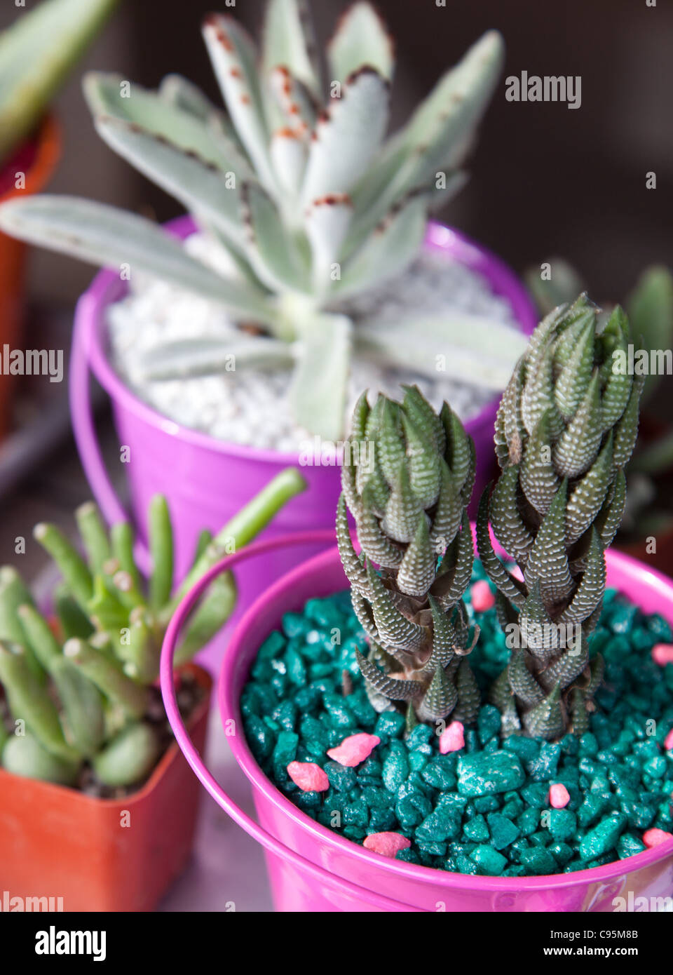 succulent and cactus plants in decorative bright colored pails Stock ...