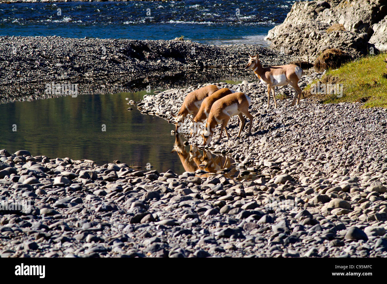 Doe Pronghorn Antelope drinking water with their reflection in the ...