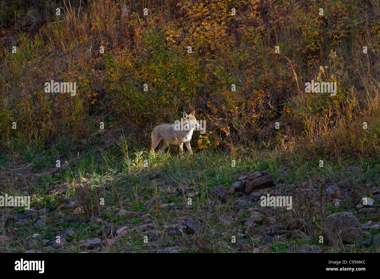 Coyote eating hi-res stock photography and images - Alamy