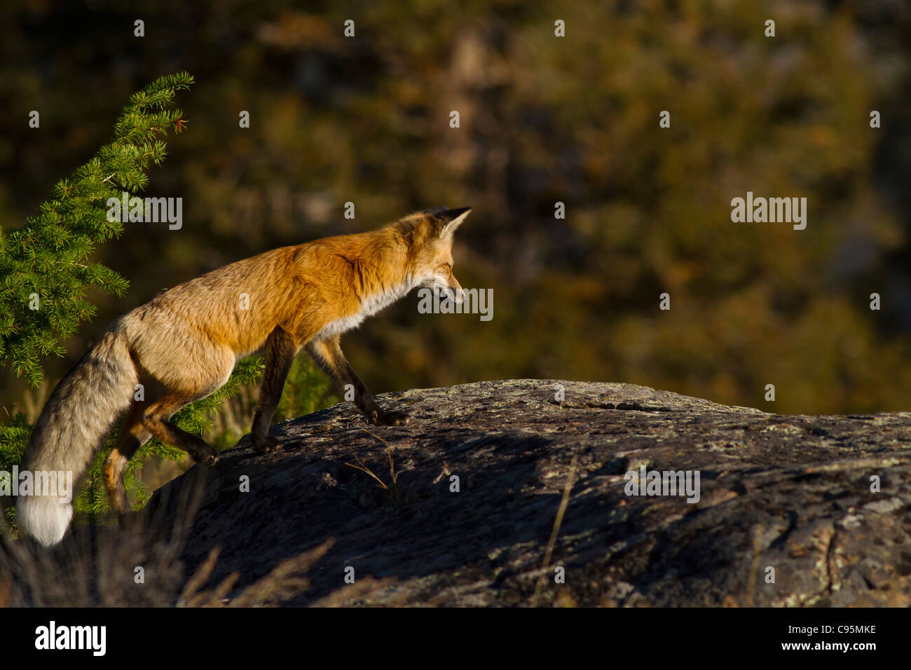 Yellowstone Red Fox High Resolution Stock Photography and Images - Alamy