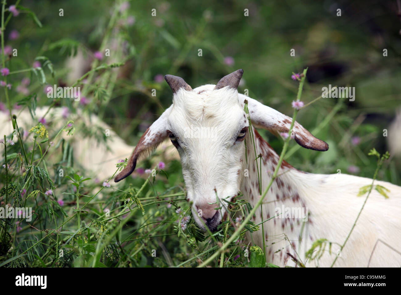 Farmed goat hi-res stock photography and images - Alamy