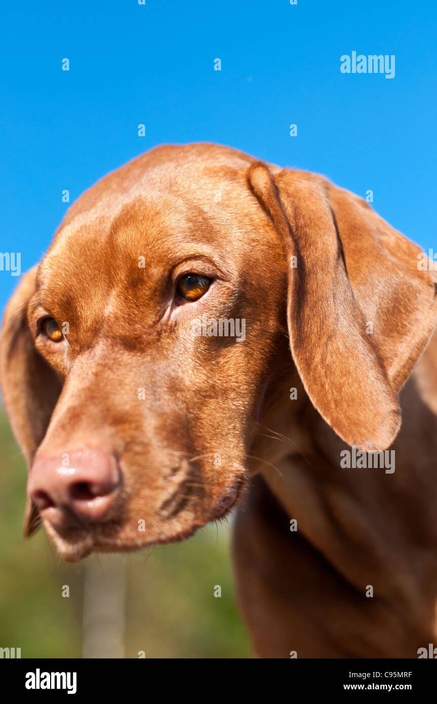 Dog intensity hi-res stock photography and images - Alamy