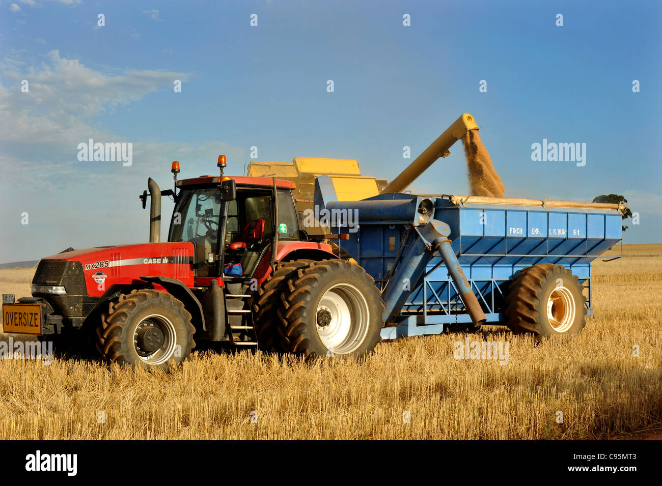 A tractor trailer is loaded with wheat from an agricultural header in ...