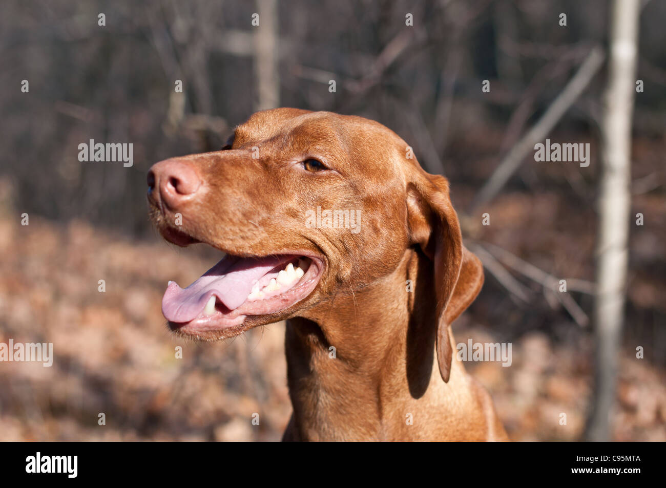 A smiling Vizsla dog (Hungarian Pointer) in the woods in autumn Stock ...