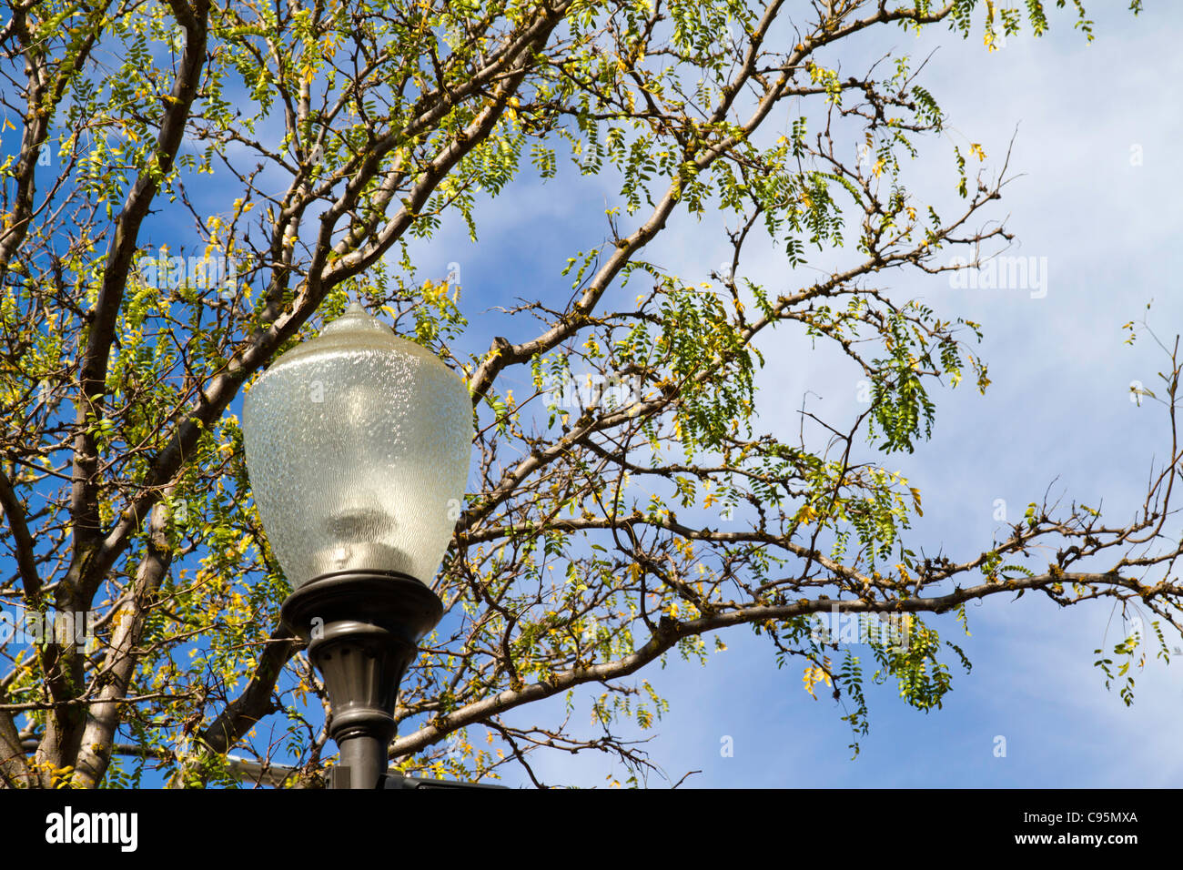 Street lamp and tree against sky Stock Photo - Alamy