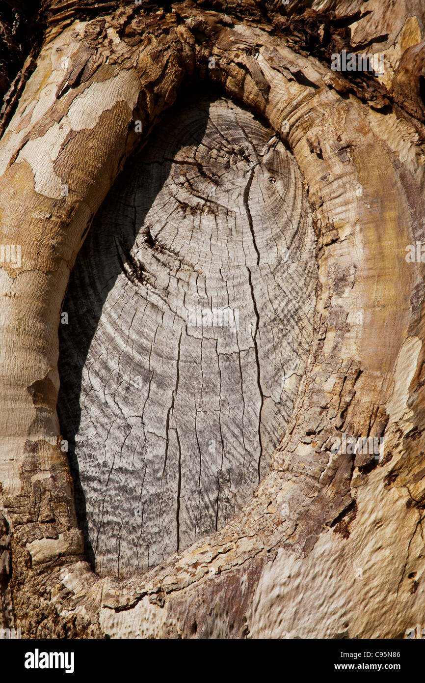 Tree trunk with interesting natural images Stock Photo - Alamy