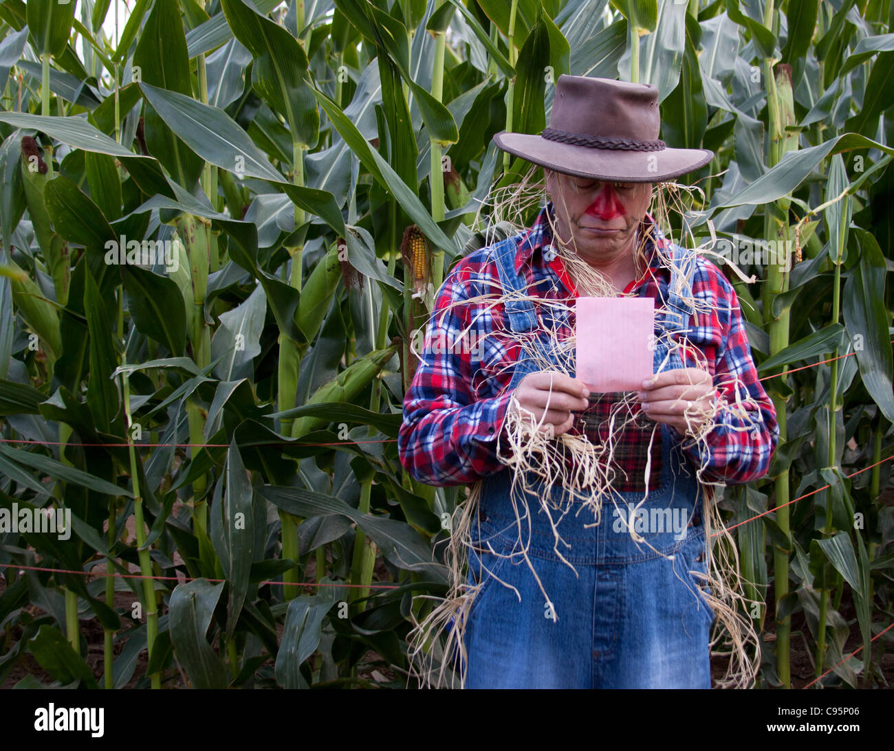 Scarecrow is sad about the pink slip he got in the corn field Stock ...