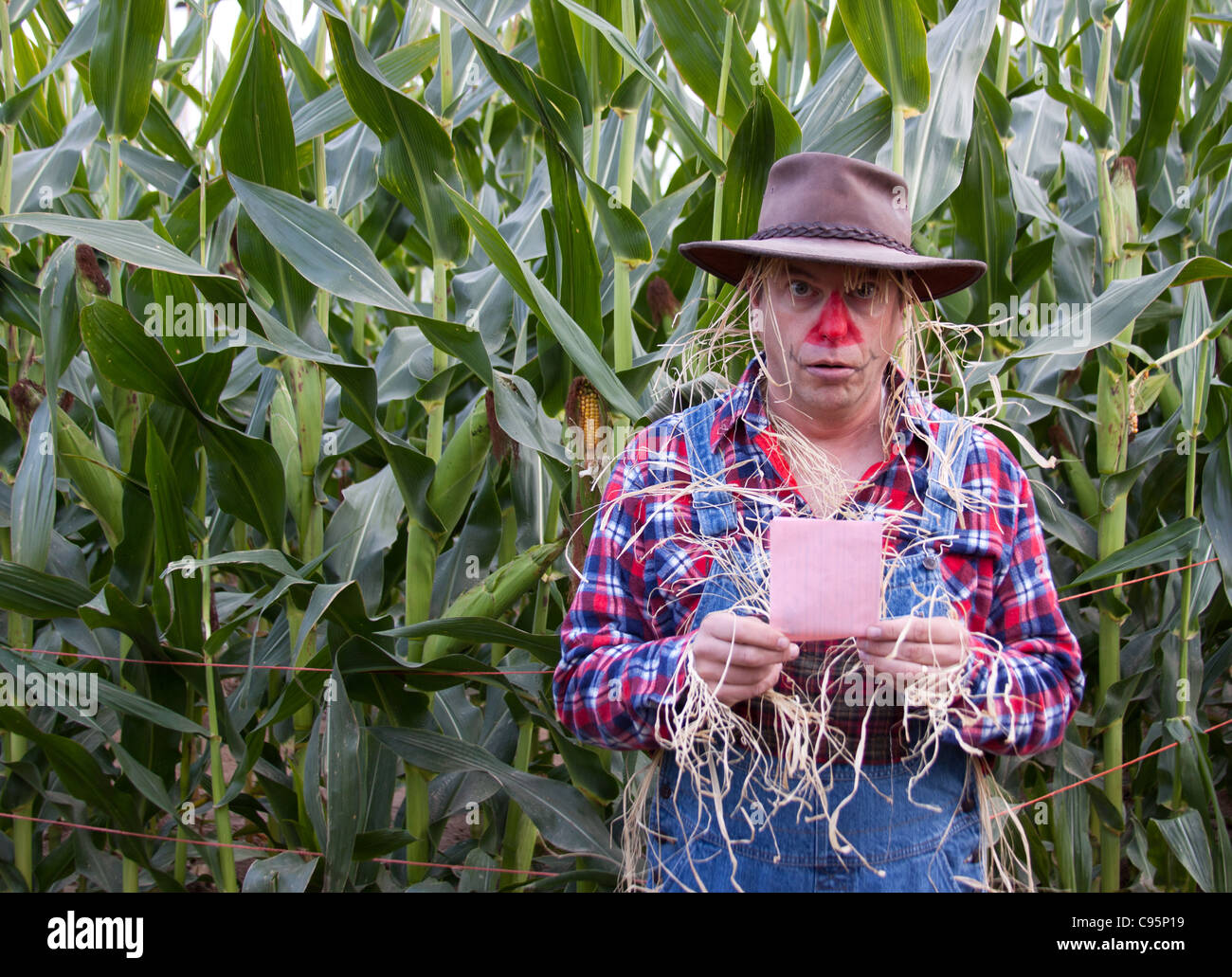 Scarecrow gets a pink slip in the corn field Stock Photo - Alamy