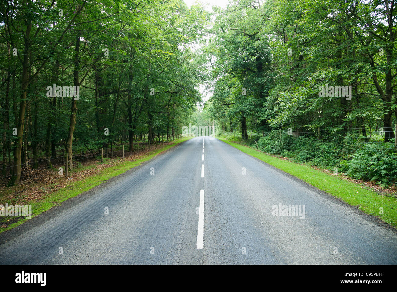 England, Hampshire, New Forest, Road Stock Photo - Alamy