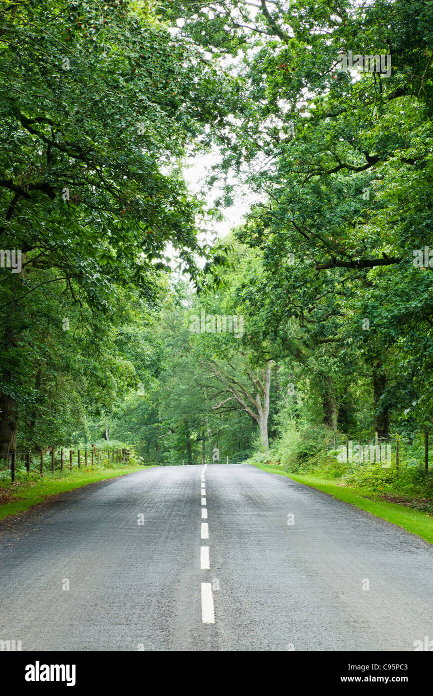 England, Hampshire, New Forest, Road Stock Photo - Alamy