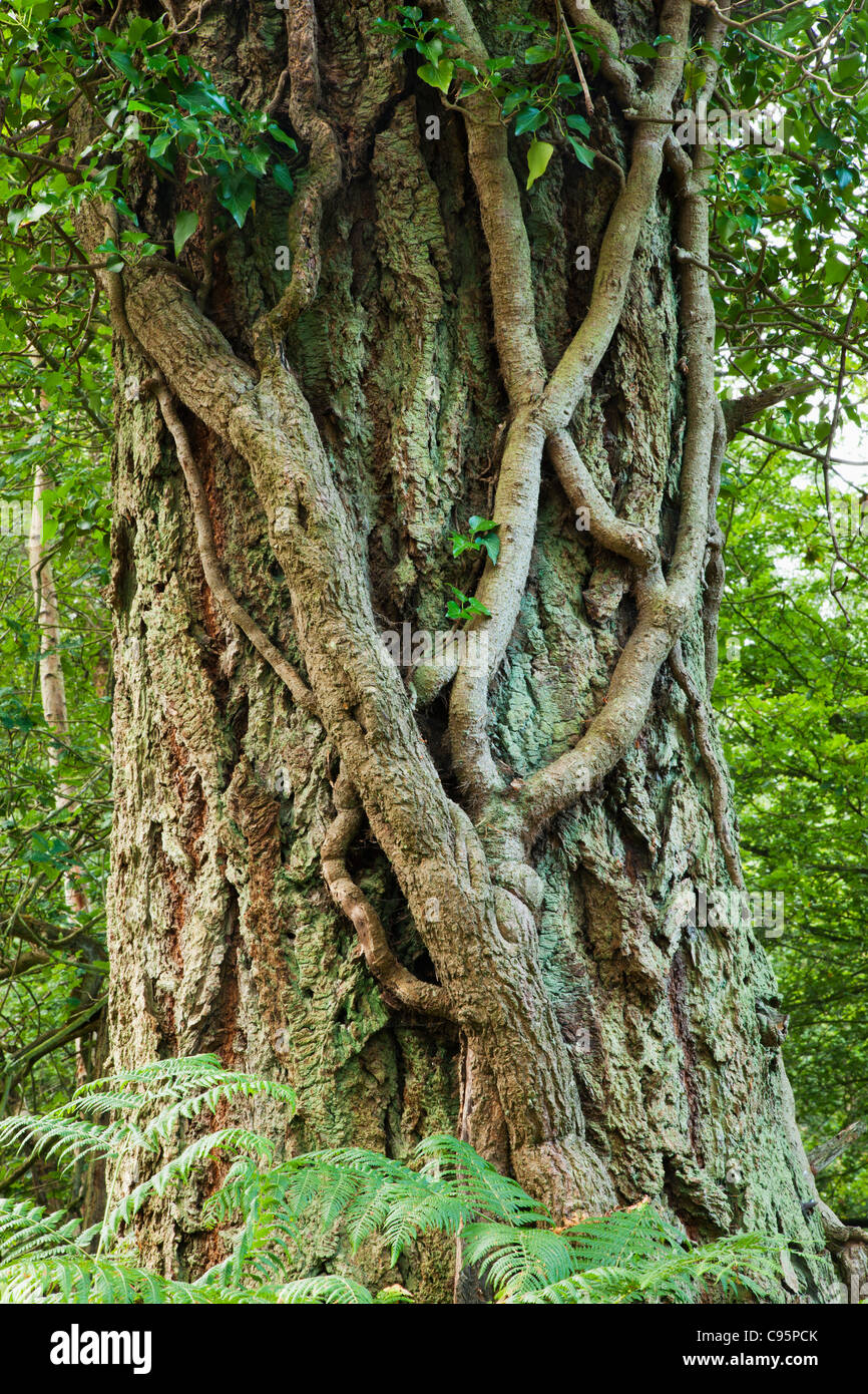 England, Hampshire, New Forest, Tree Trunk covered in Vines Stock Photo ...