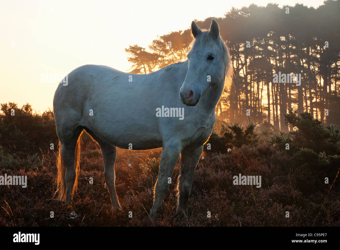 New forest animals hi-res stock photography and images - Alamy