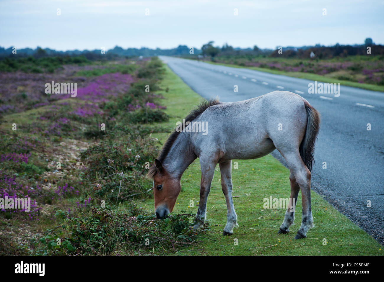 British native pony hi-res stock photography and images - Alamy