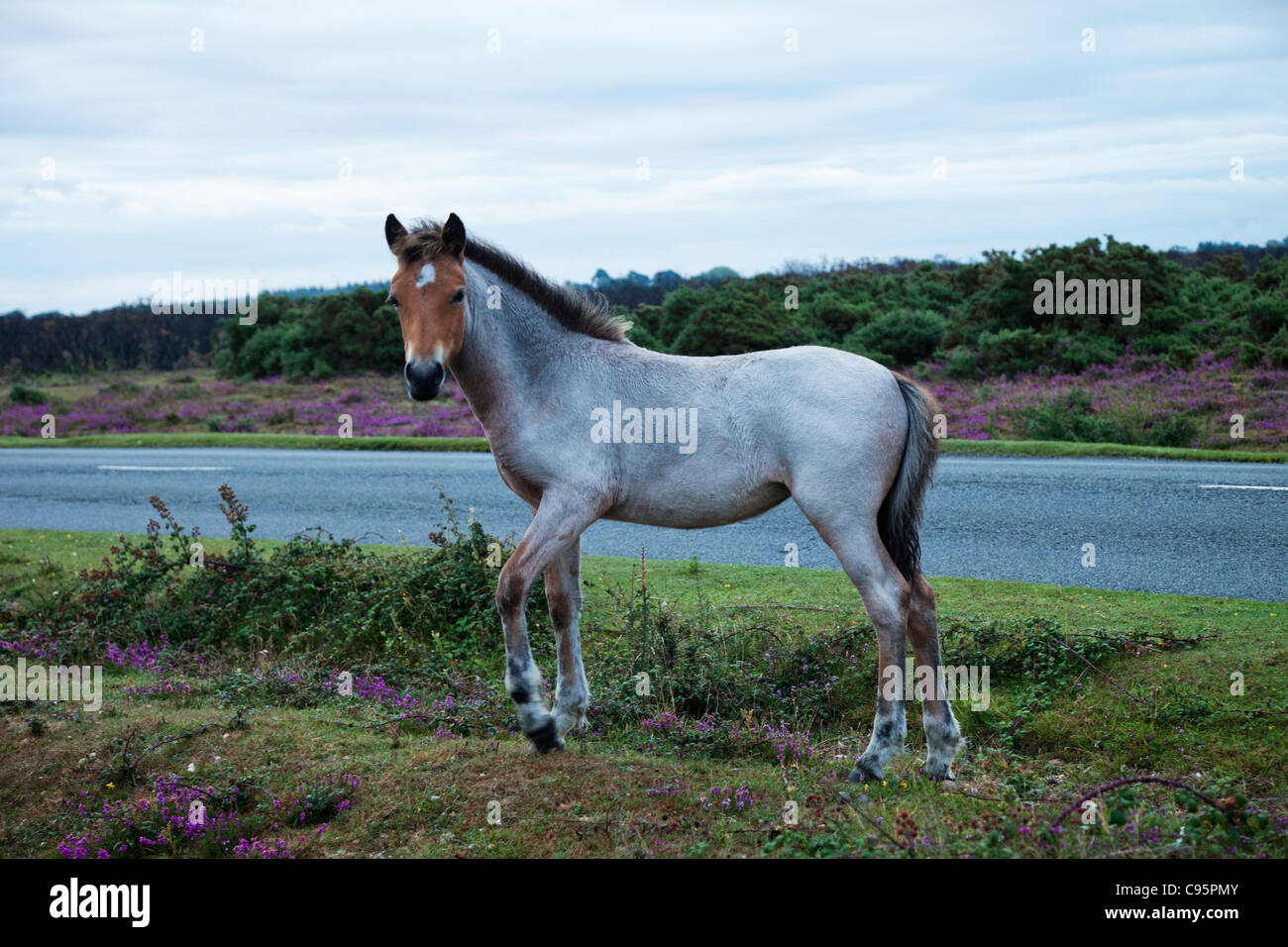 British native pony hi-res stock photography and images - Alamy