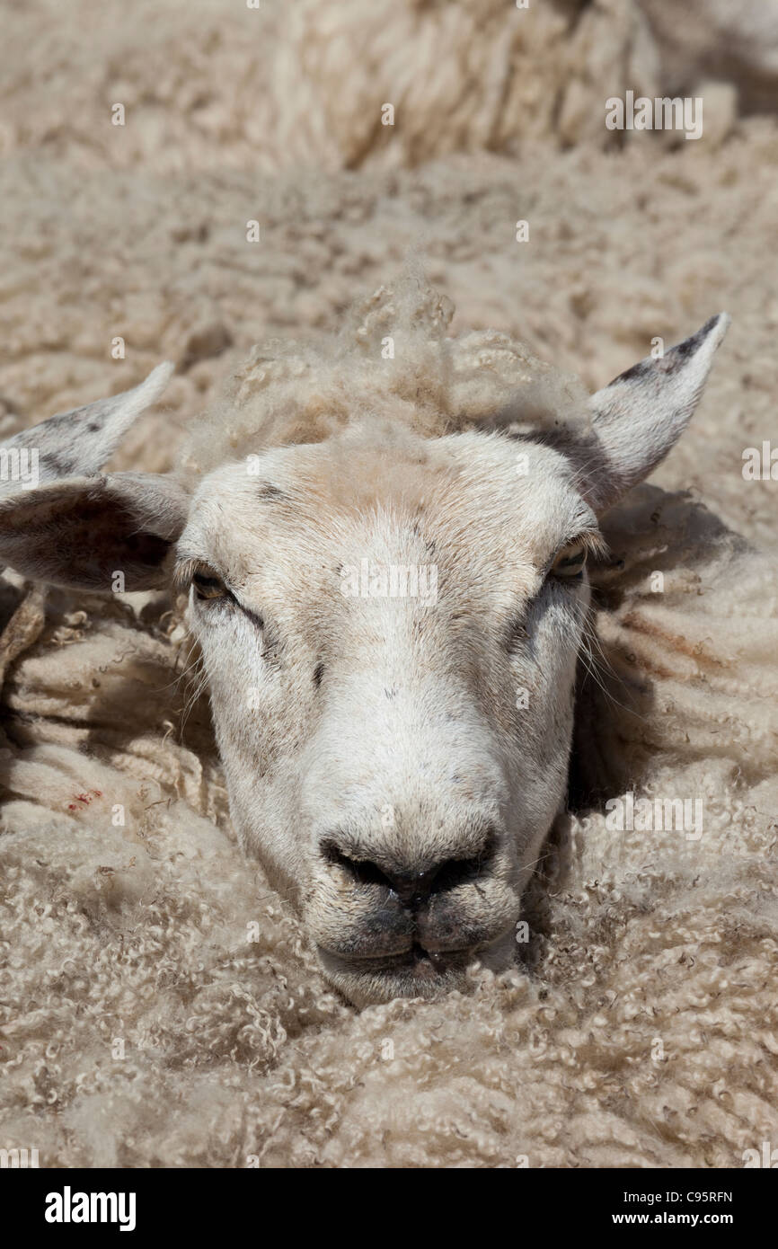 England, Kent, Romney Marsh, Sheep Stock Photo - Alamy